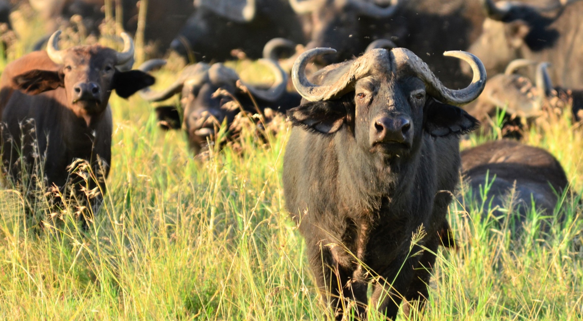 African Expedition by Private Train | Flying Longhorns